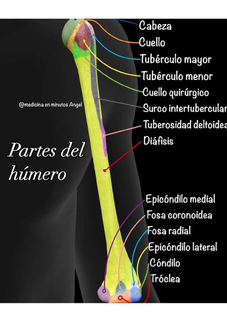 Partes del húmero | Medicina en minutos Angel | uDocz