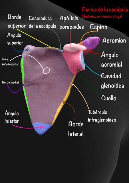 Partes de la escápula anatomía | Medicina en minutos Angel | uDocz