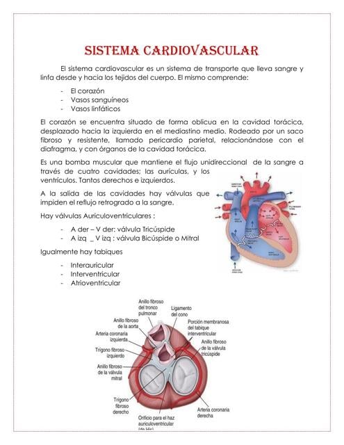 SISTEMA CARDIOVASCULAR GUIA I | Vhaleria | uDocz