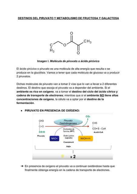 Destinos del Piruvato | maria del mar tello palacios | uDocz