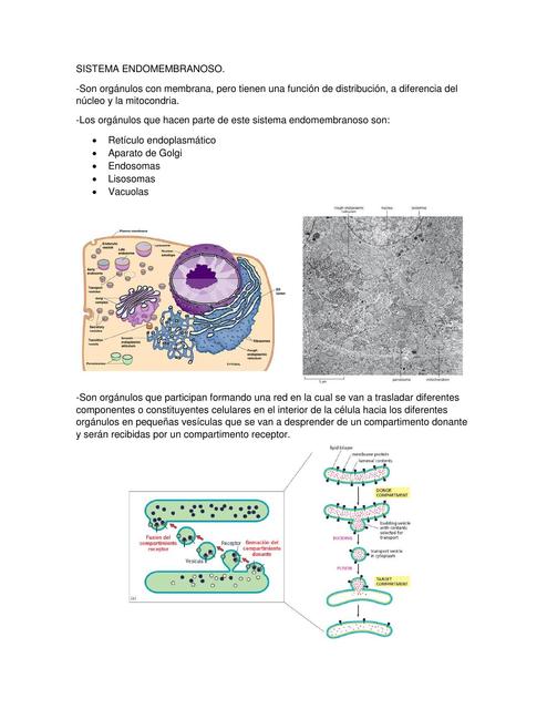 Sistema Endomembranoso | maria del mar tello palacios | uDocz