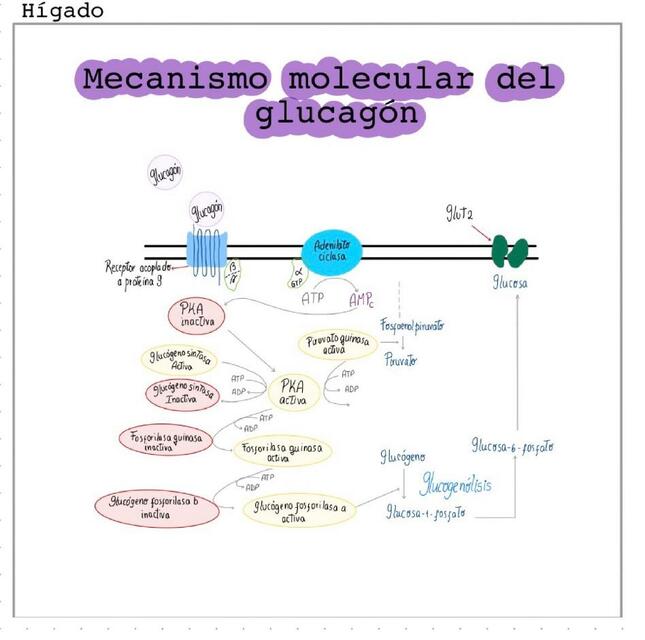 Mecanismo Molecular del Glucagón | Fatima Oyola | uDocz