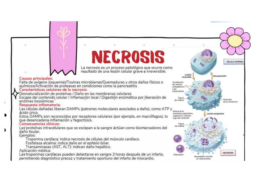 Flashcards de NECROSIS | Por Emiko | uDocz
