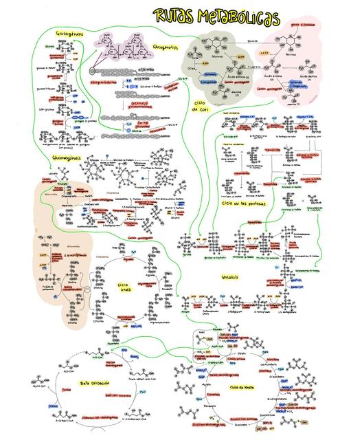 ruta metabolica rutas metabolicas | Guapos | uDocz