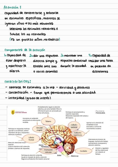 Atención y memoria | Ana Sofia | uDocz