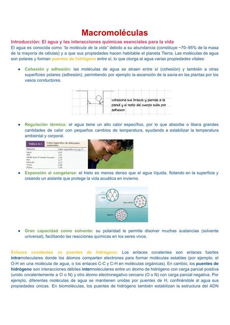 Semana 1 Macromoléculas | Ana Sofia | uDocz