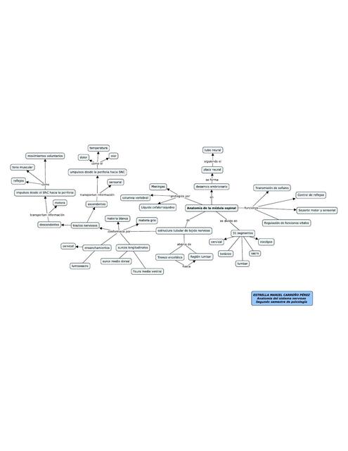 Anatomía de la médula espinal | Estrella | uDocz