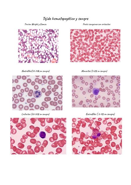 Tejido hematopoyético y sangre | Catalina | uDocz