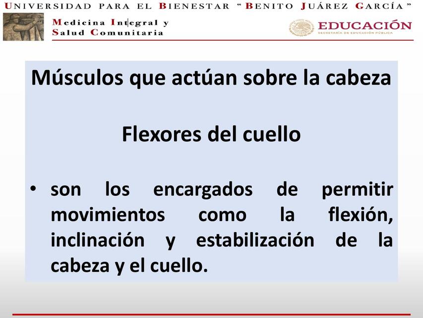 MUSCULOS SEGUNDO EXAMEN | Daniel | uDocz