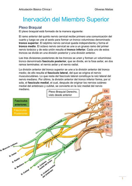 Inervacion del Miembro Superior | Matias Oliveras | uDocz