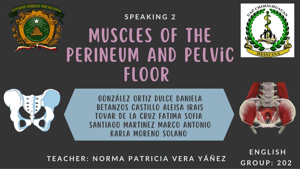 Muscles of the perineum and pelvec floor | karla | uDocz