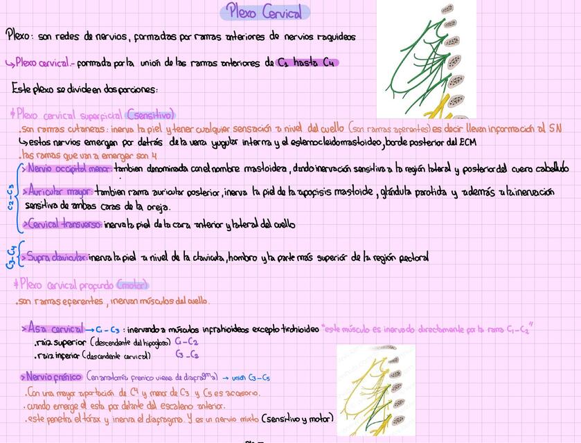 Plexo cervical | Shirley Dayana Rueda Moncada | uDocz