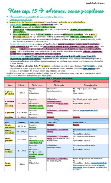 Ross cap 13 arterias venas y capilares | Tobias | uDocz