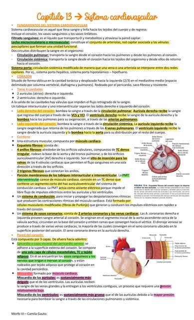 Sistema cardiovascular | Tobias | uDocz