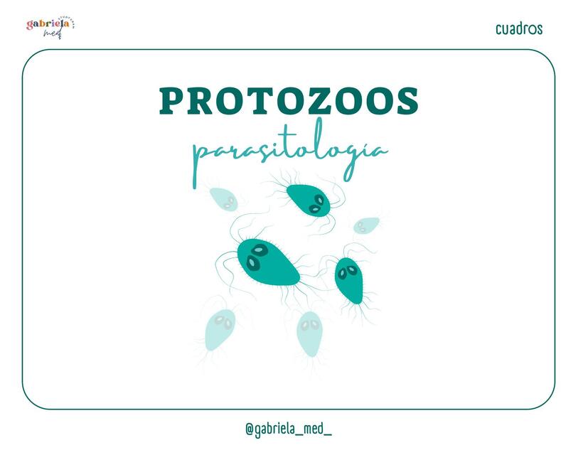 Flashcards de Protozoos Gabriela Med | Por Gabriela Med | uDocz