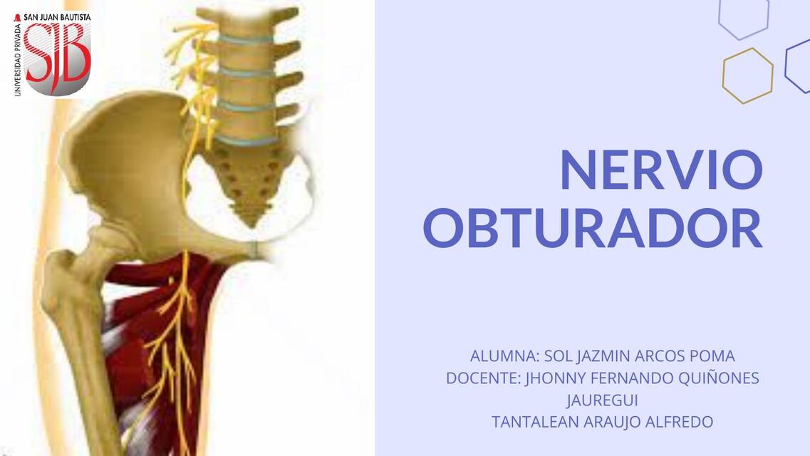 PLEXO LUMBAR- NERVIO OBTURADOR | Sol Jazmin Arcos | uDocz