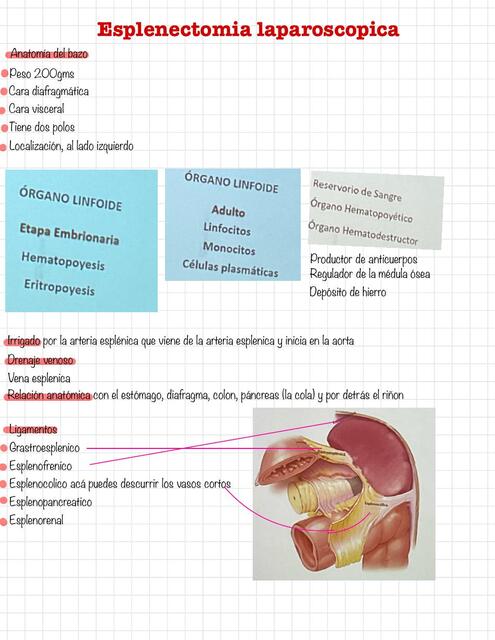 Esplenectomia laparoscopica | laurav98o | uDocz