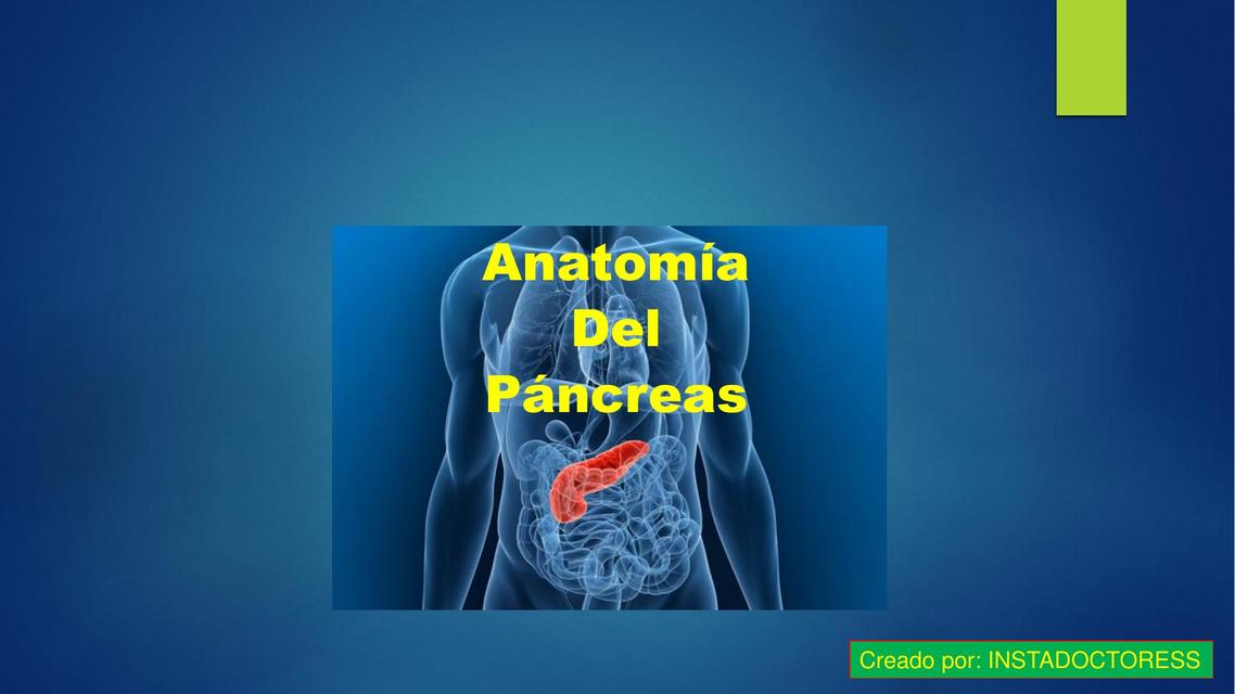 Anatomía Del Páncreas | Instadoctoress | uDocz