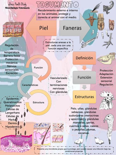 Generalidades Piel y faenas | PanBi Study | uDocz