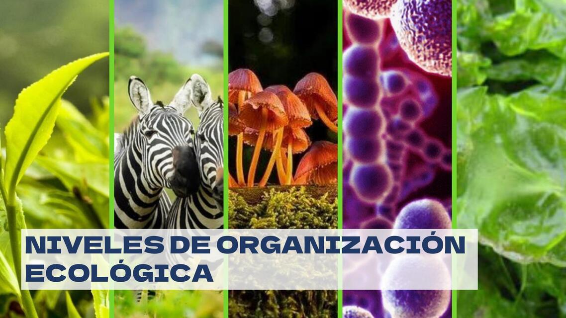 Flashcards de Niveles de Organizacion Ecologica | Por Elodia Isabel ...