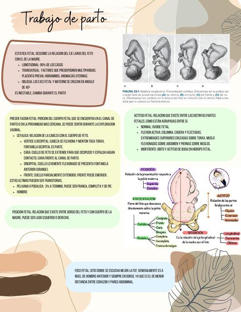 Trabajo de parto maniobras de leopold estatica fetal | DanMedi | uDocz