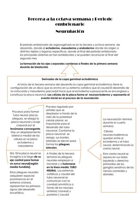 Tercera a la octava semana : Periodo embrionario Neurulación | sofia hernandez | uDocz