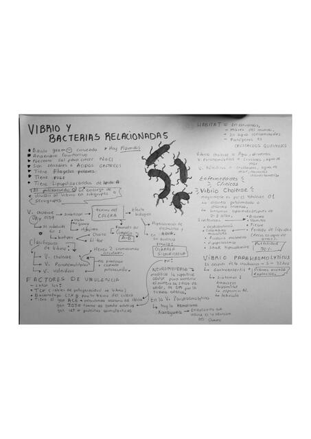 Vibrio... | Deysi | uDocz