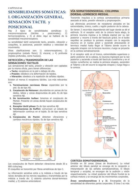 Flashcards de Guyton CAP. 48 | Sensibilidades somáticas I | Por RODRIGO PAUCAR SALINAS | uDocz
