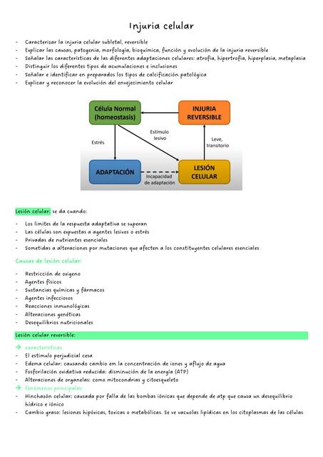 Injuria celular | Costa Colle Leticia 8 8 6 1 1 5 | uDocz