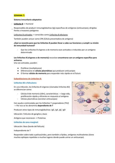 Activación de linfocitos B y sistema de complement | MedEssentials.fm | uDocz