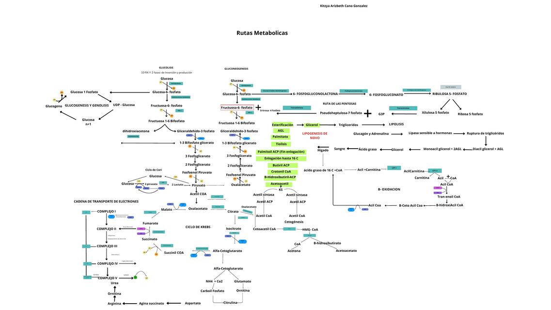 Rutas Metabolicas Bioquímica | Kitzary | uDocz