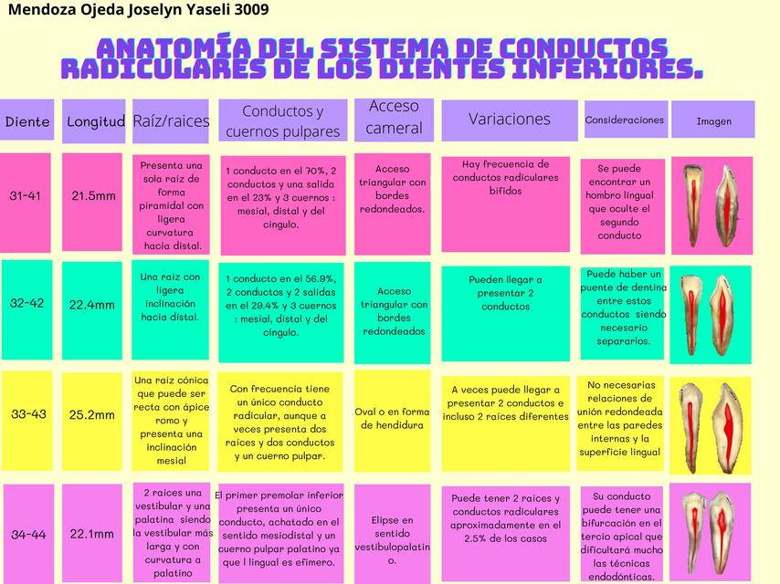 Anatomía del sistema de conductos radiculares de los dientes inferiores ...