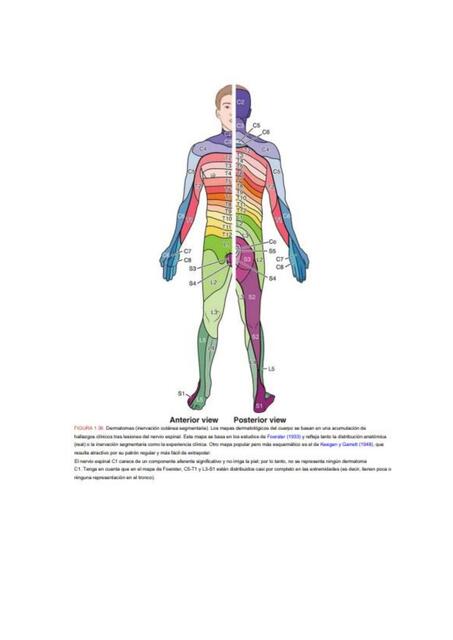 Dermatomas | Jackeline | uDocz