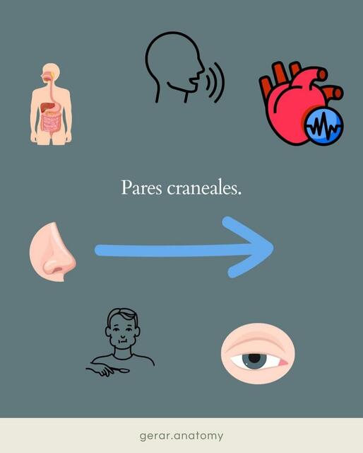 Pares Craneales | Franckey Castro | uDocz
