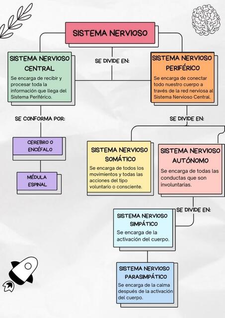 Sistema Nervioso apuntes | Franckey Castro | uDocz