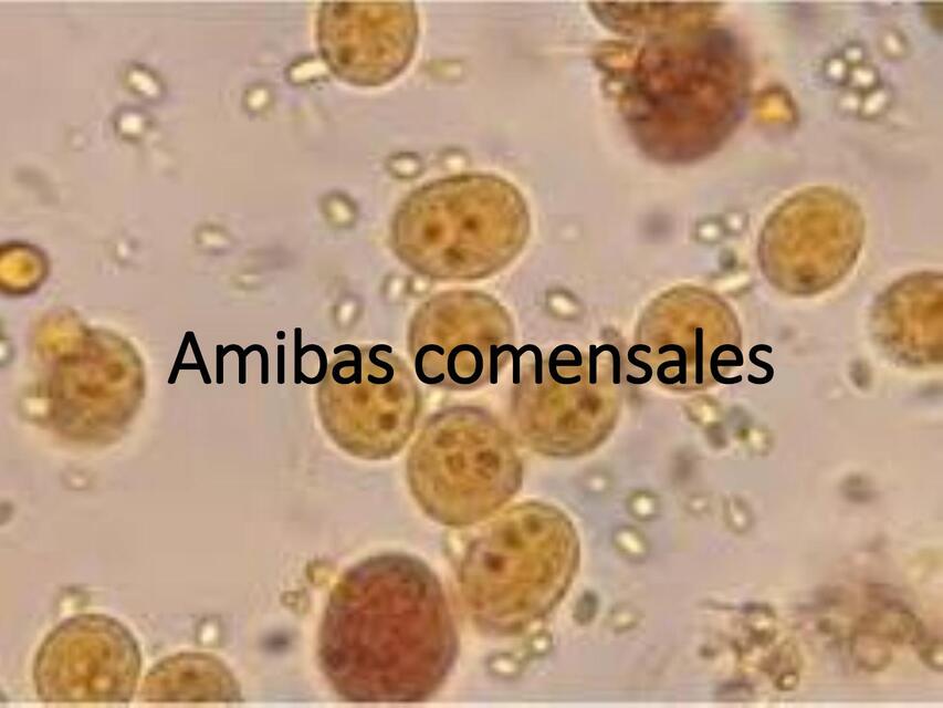 Amibas comensales | Howard | uDocz
