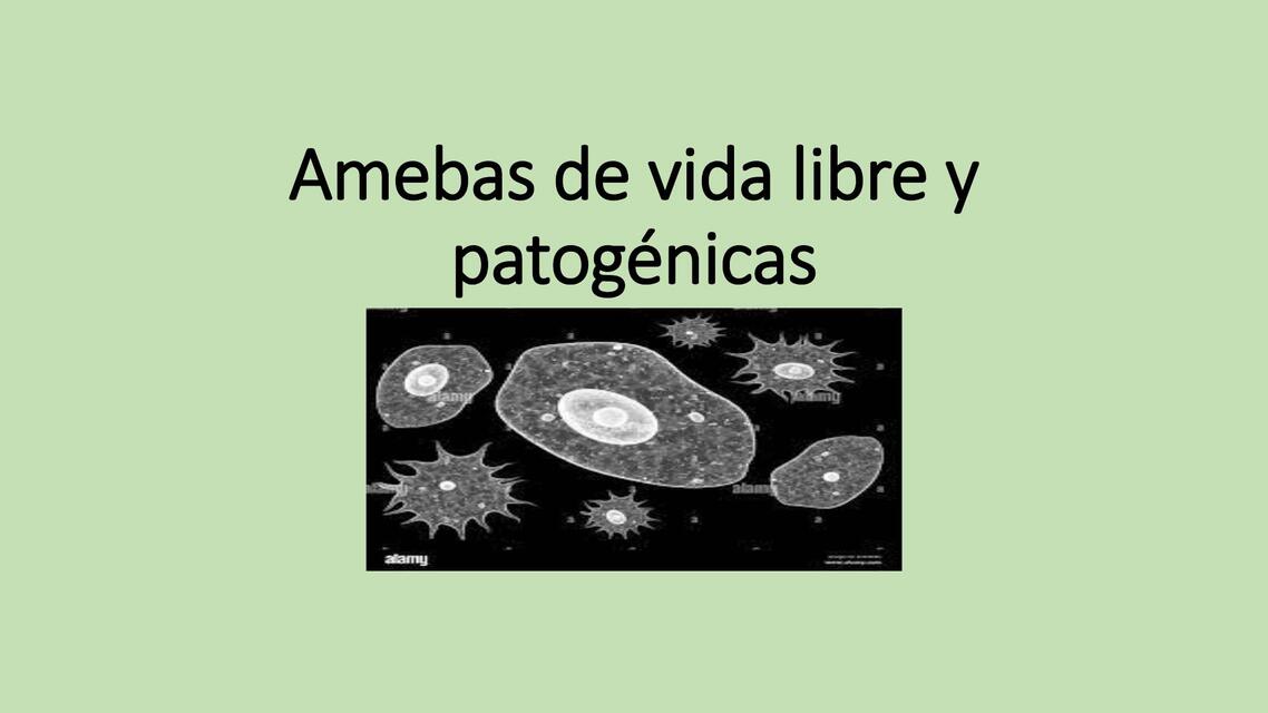 Amebas de vida libre y patogénicas | Howard | uDocz
