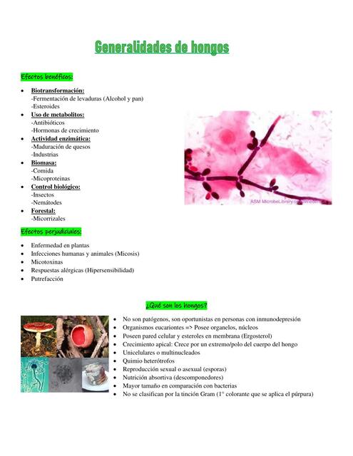 Apunte generalidades hongos | Valentina | uDocz
