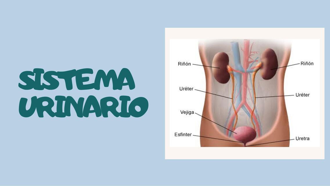 Sistema urinario | Kelly | uDocz