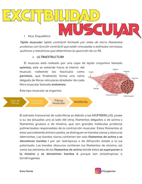 Flashcards de EXCITABILIDAD MUSCULAR - Irene García | Por Irene García ...