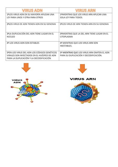 VIRUS ADN Y ARN | Jasmin Huaman | uDocz