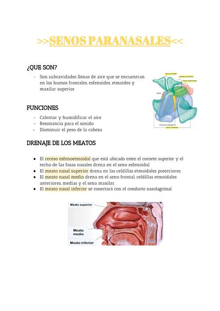 Senos Paranasales | Resúmenes de medicina | Apuntes de medicina | uDocz Senos Paranasales | Resúmenes de medicina | Apuntes de medicina | uDocz