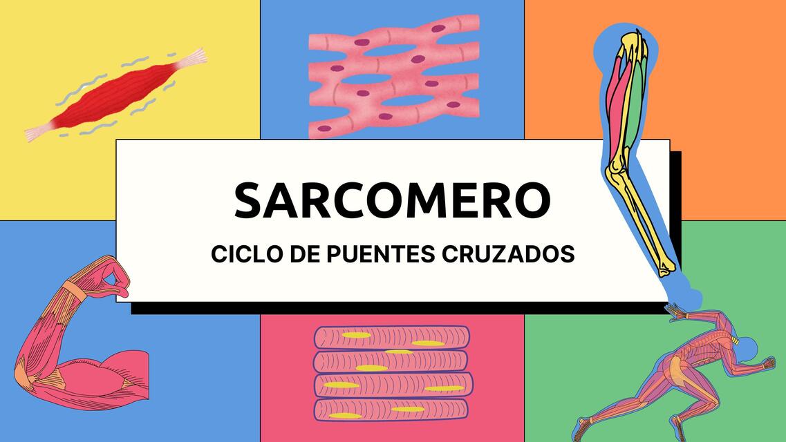 SARCOLEMA | Sabina Isabel | uDocz