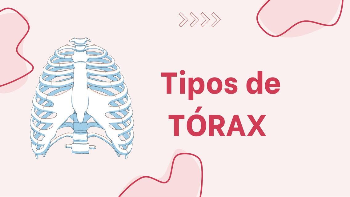 Tipos de Tórax Semiología pdf 2 | Monnize Carvalho | uDocz