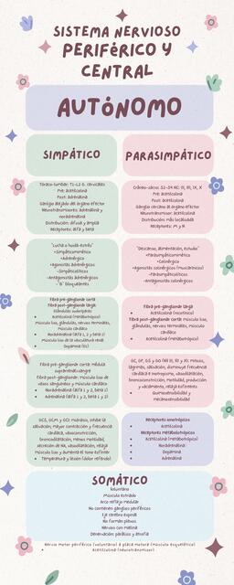 Sistema nerviosos periférico y central | Miranda Tenorio | uDocz