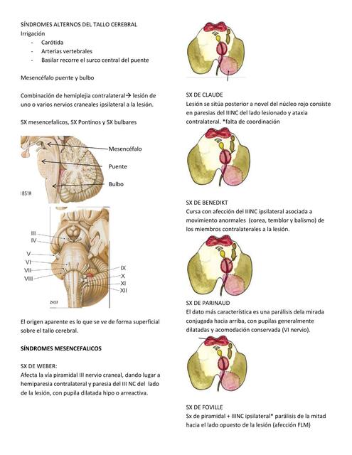 SÍNDROMES ALTERNOS DEL TALLO CEREBRAL | MonseJA | uDocz
