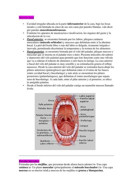 apuntes anatomia boca lengua | lara | uDocz