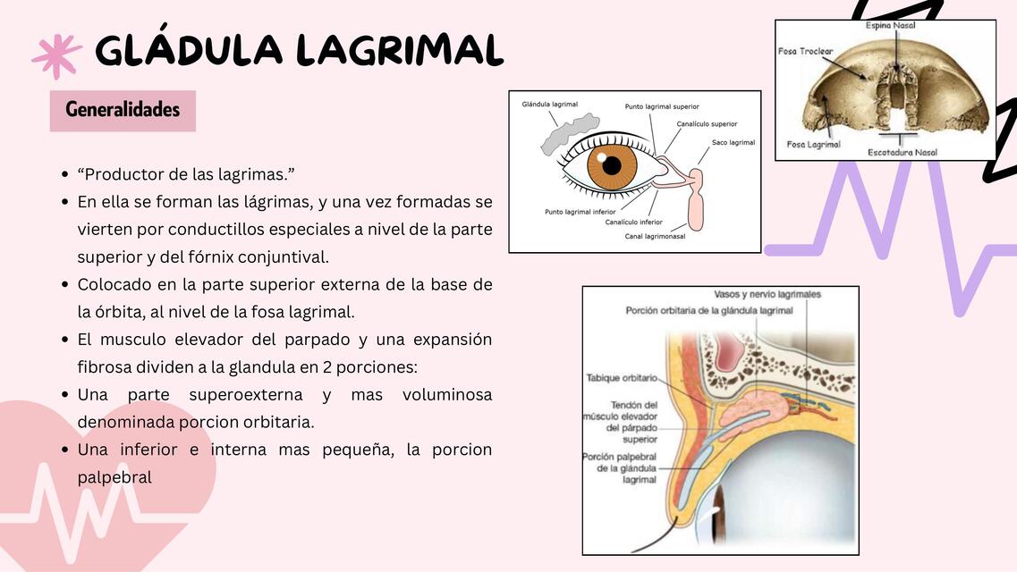 GLANDULA LAGRIMAL | Dayana | uDocz