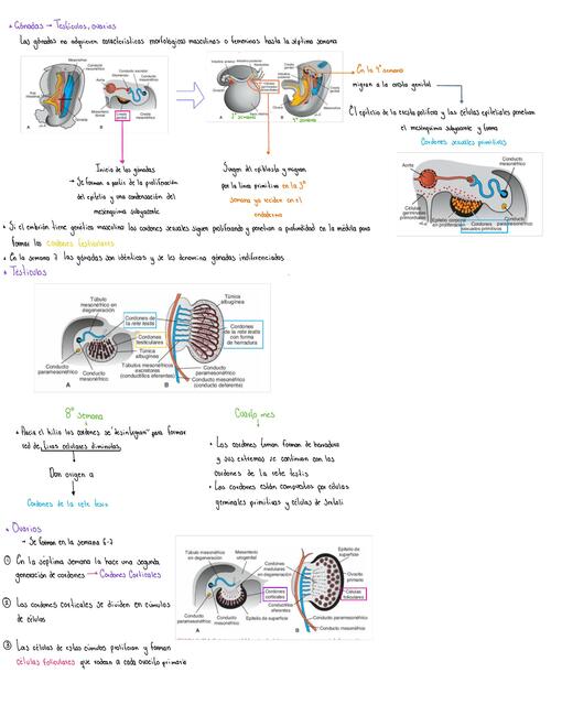 Embrio | Sofia Hernández | uDocz
