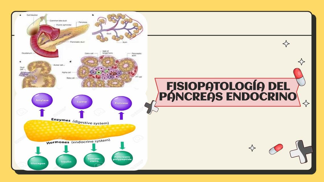 PNCREAS ENDOCRINO | katty Ramirez | uDocz